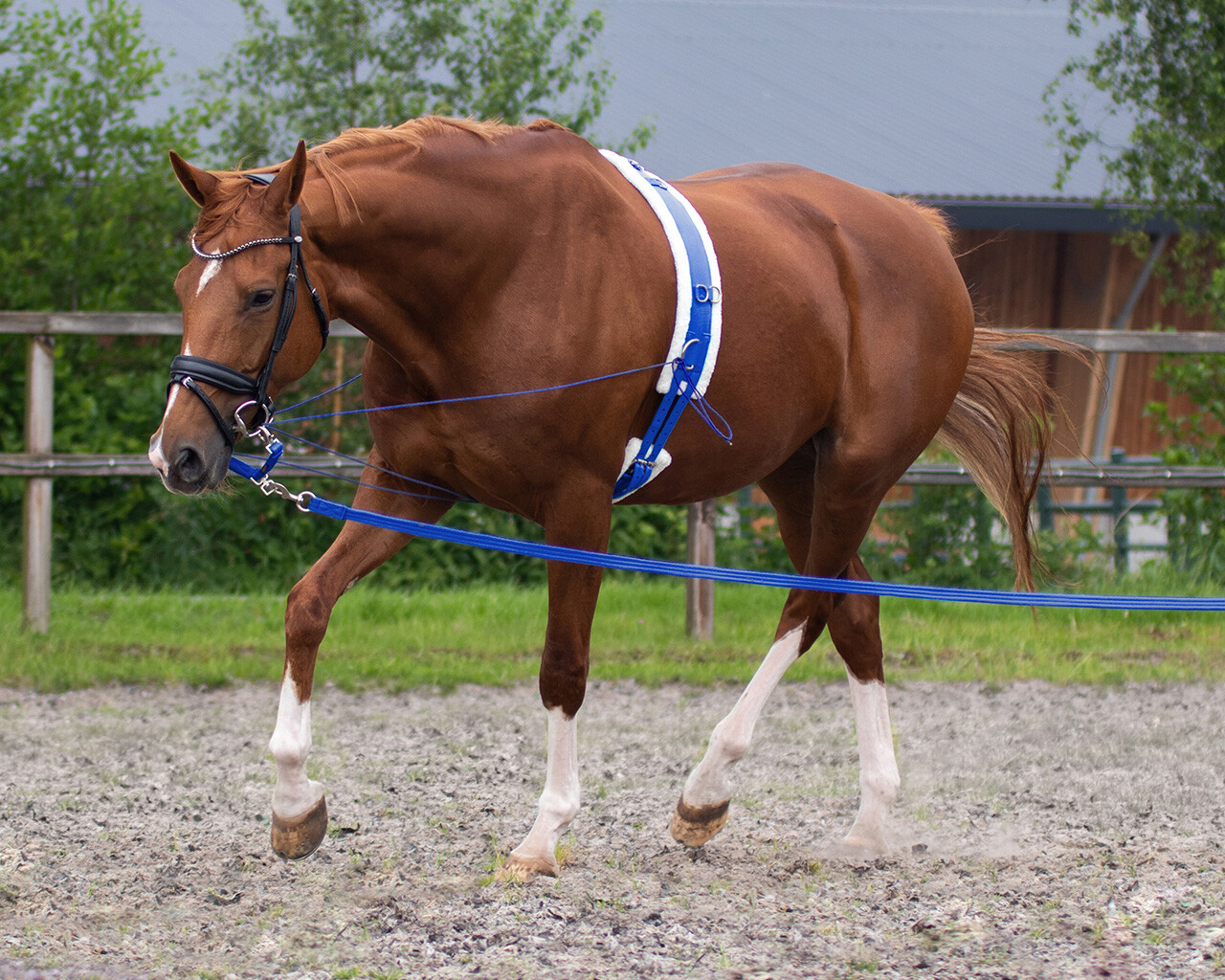 QHP Lunging Girth/Roller - Elite Equestrian