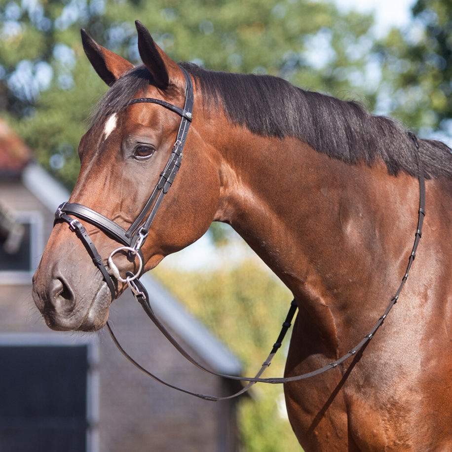 QHP Sedna Bridle - Elite Equestrian