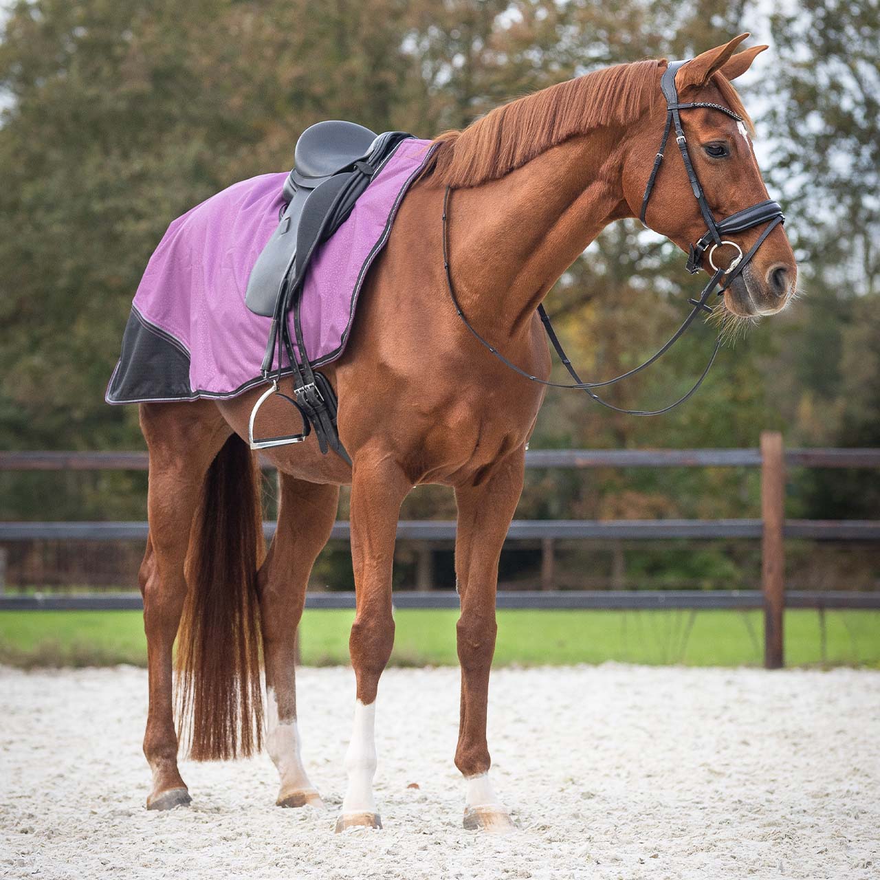 Home - Elite Equestrian